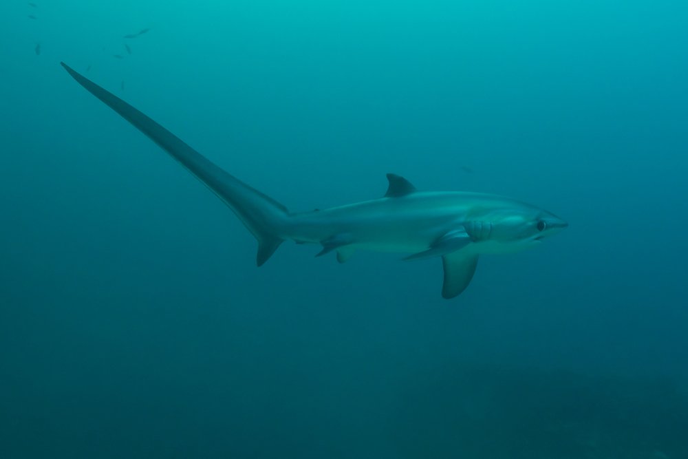 Species Spotlight: Thresher Sharks | Search Scuba