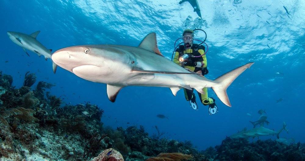 Adventure Awaits: Explore the Top-5 Shark Dives in the Caribbean ...