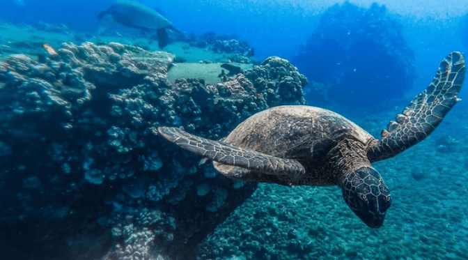 Top 10 Places to Scuba Dive with Sea Turtles in the Caribbean | Search ...