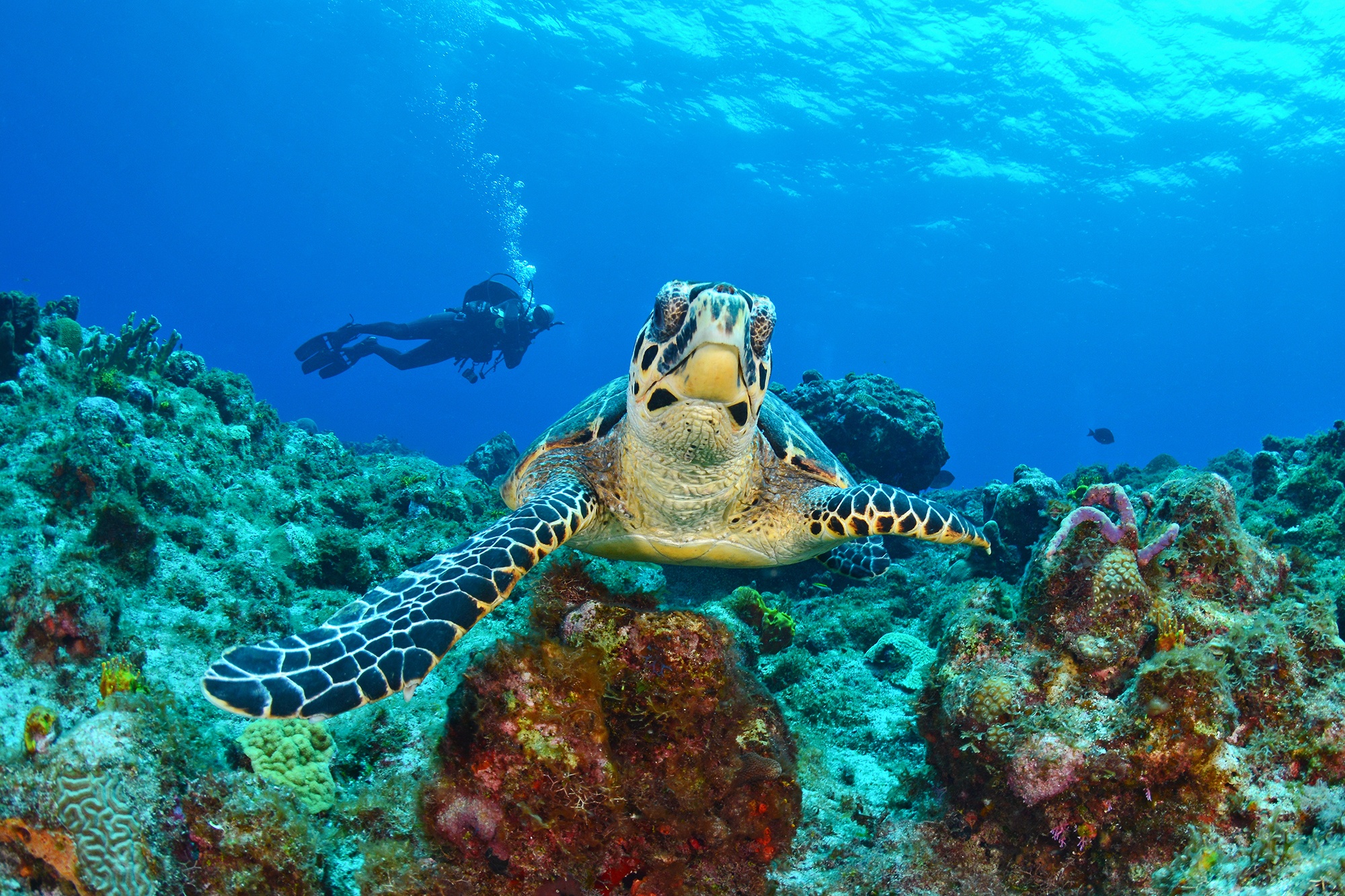 SCUBA Dive & Snorkel Charter | Search Scuba