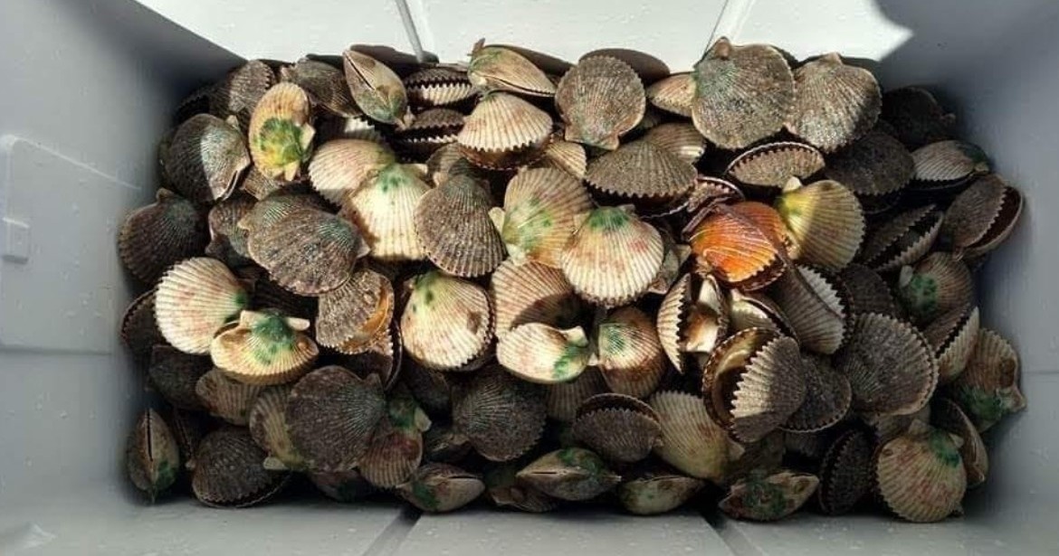 Scalloping Tours | Search Scuba