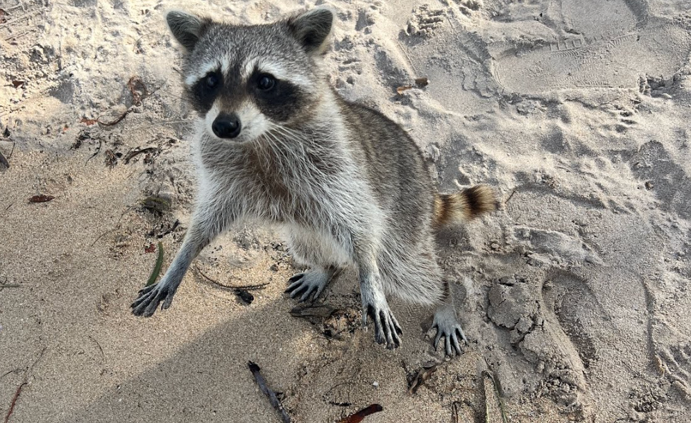 Raccoon Island Tour | Search Scuba